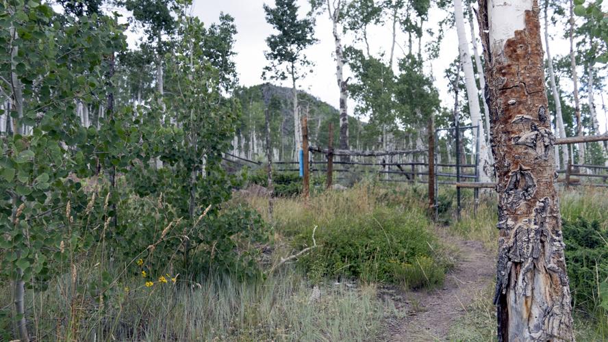 How can tracking deer benefit Fishlake National Forest’s Pando clone ...