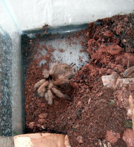 SunRiver Pet Festival for animal lovers and P.A.W.S; STGnews Photo ...