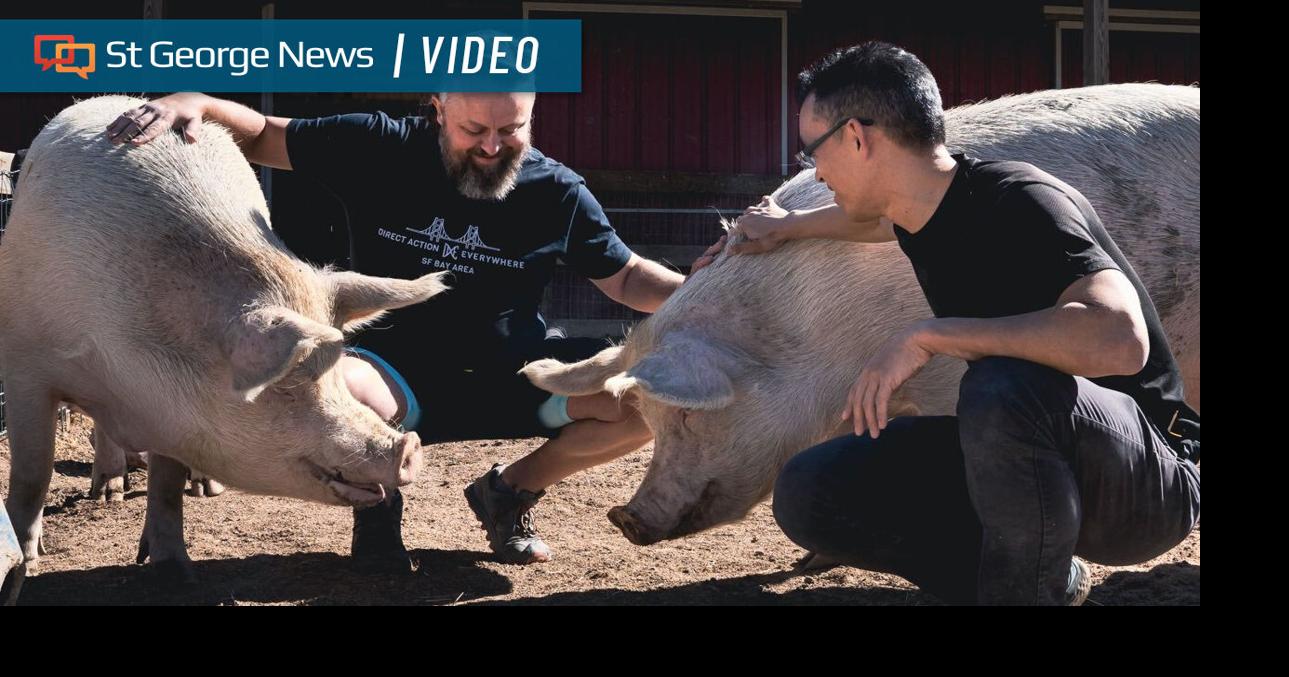 ‘You’re shooting yourself in the foot’: Pig trial jurors reveal what ...