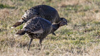 Here’s what Utah hunters should know for the spring turkey hunts ...