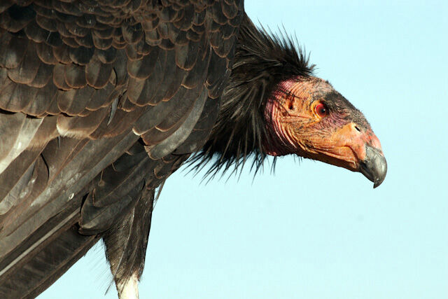 California condors will soon be released near Utah-Arizona border. Here ...
