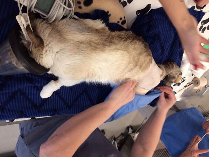 Collective rescue effort saves Bruno the crippled cat | Local News ...