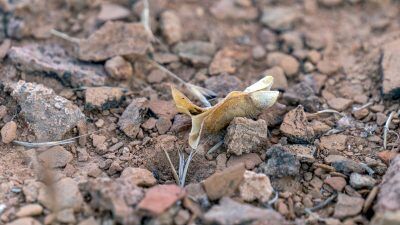 Scientists hope seed collection will help a rare plant ‘persist’ in ...