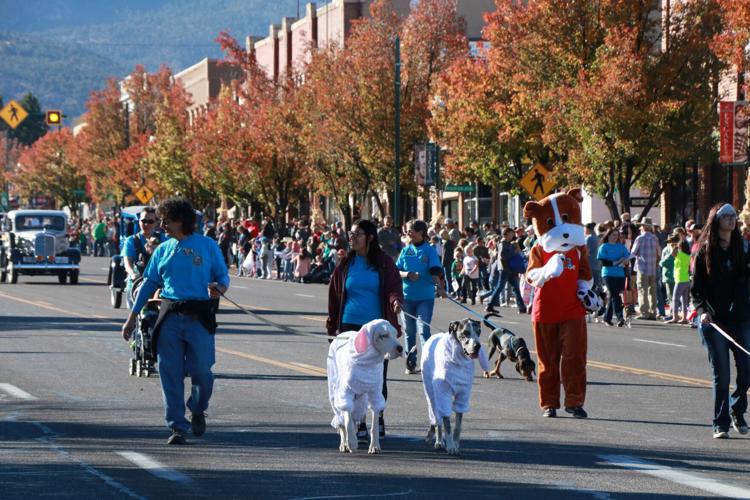 Hundreds of sheep parade down Cedar’s Main Street during livestock ...