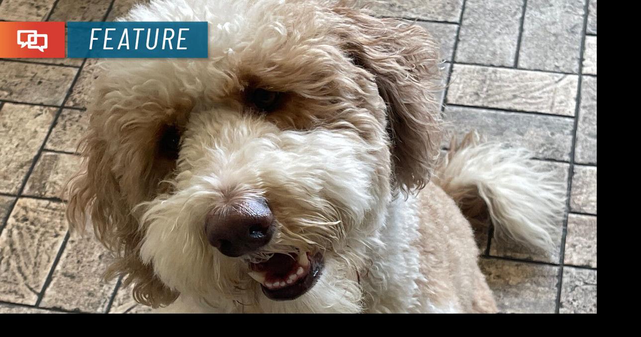 Essential tips for keeping animal companions hydrated in Southern Utah ...