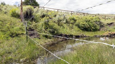 Leave it to beavers: How can artificial beaver dams benefit Southern ...