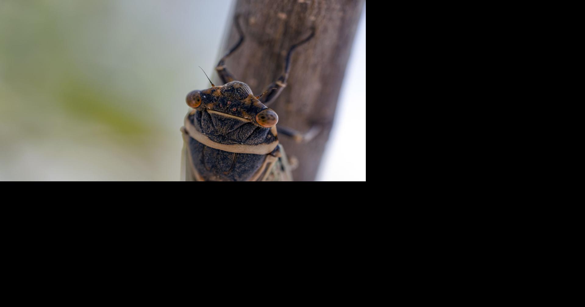 Got a bug in your ear? Cicadas serenade Southern Utah with ‘summer love ...
