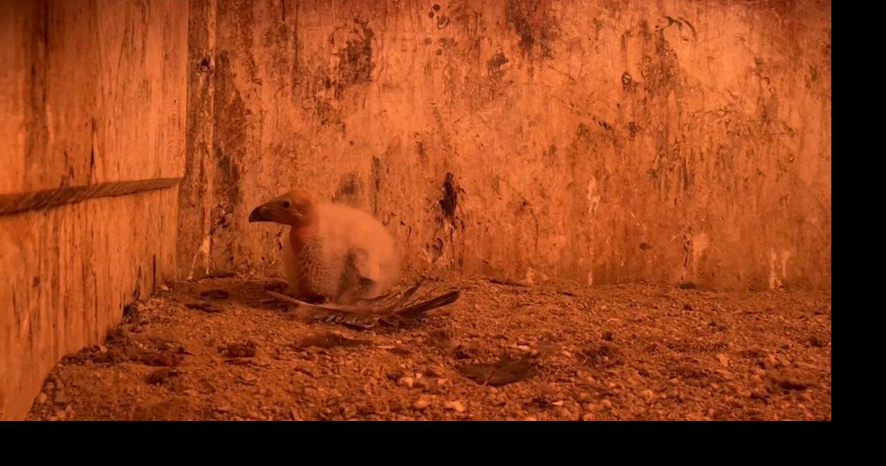 Foster care saves ‘miracle’ condor chick after mother dies in Arizona ...
