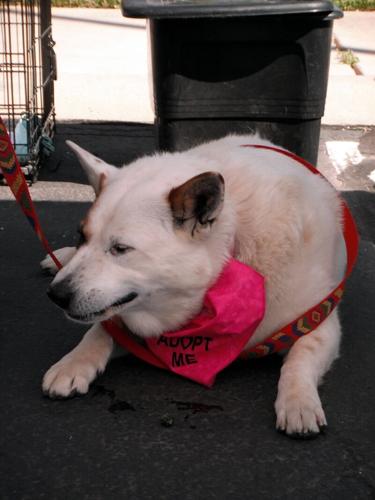 SunRiver Pet Festival for animal lovers and P.A.W.S; STGnews Photo ...