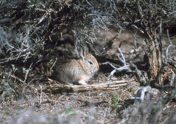 Pygmy rabbits in peril? Conservationists seek protections for this ...
