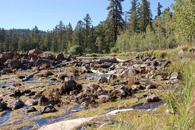 Explore: The camping cure; no homework in the great outdoors; Duck ...