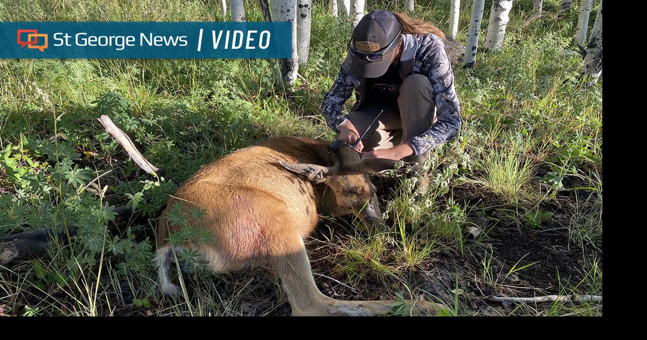 How can tracking deer benefit Fishlake National Forest’s Pando clone ...