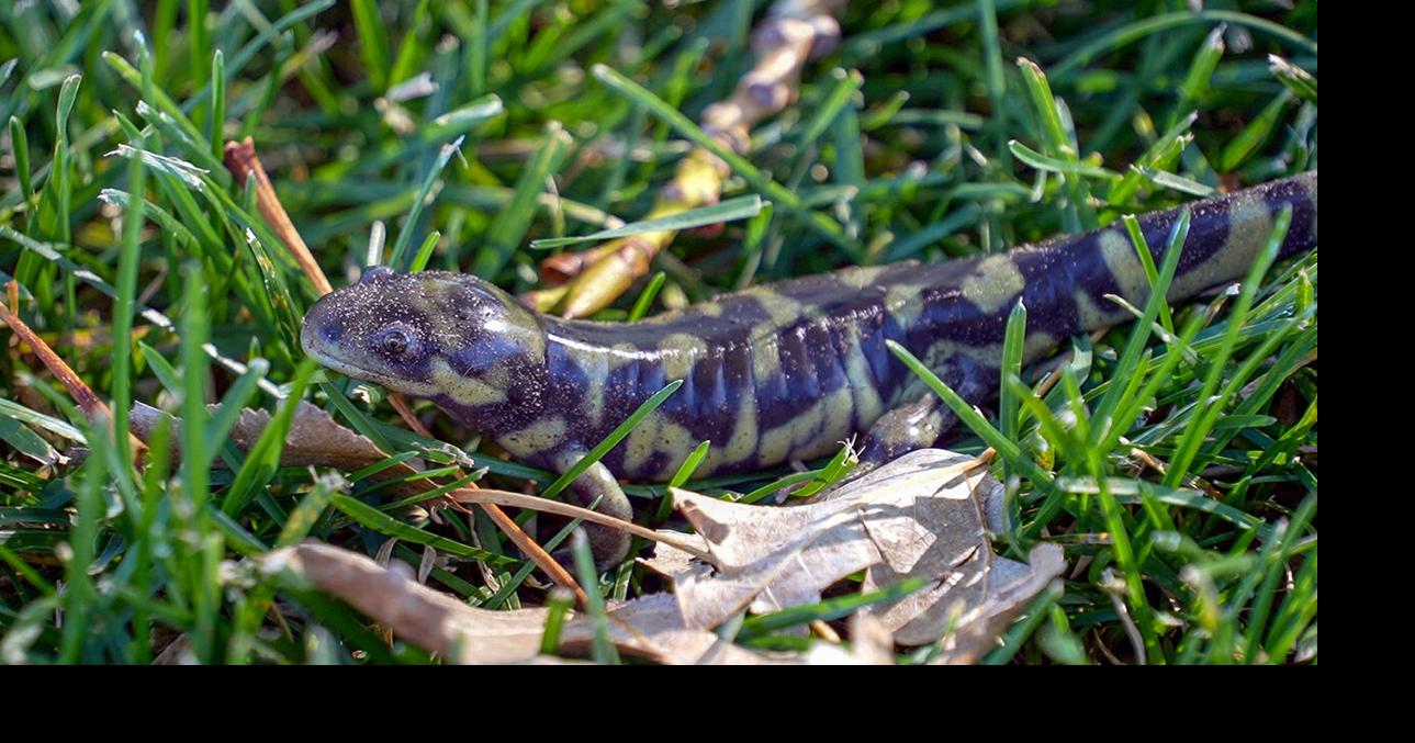 salamander promo code