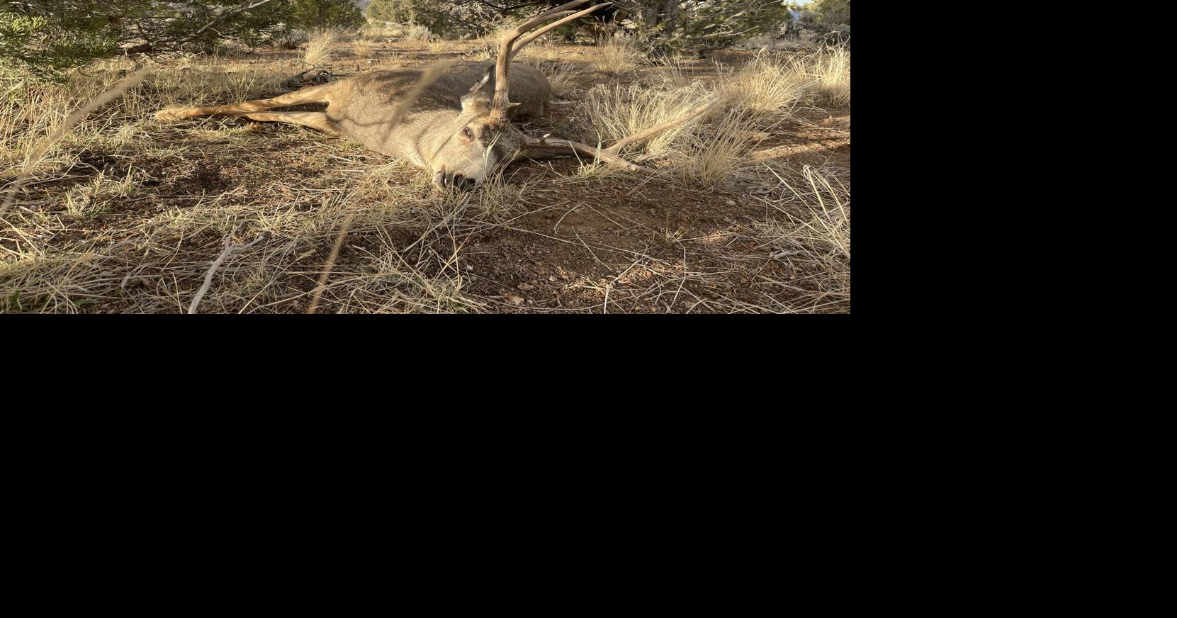 DWR conservation officers seek info after 2 buck deer found illegally ...