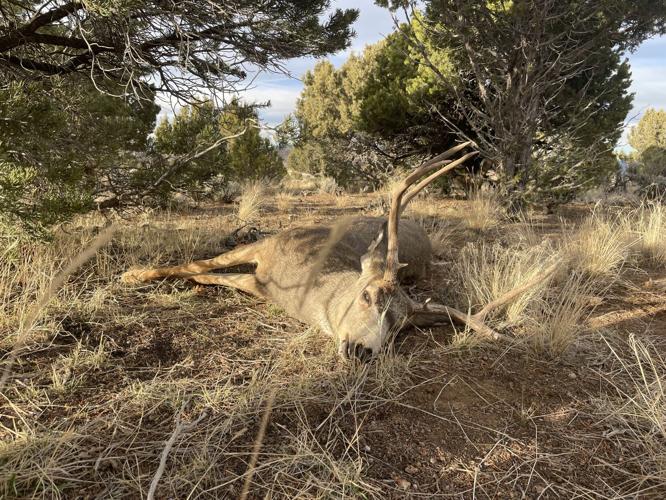DWR conservation officers seek info after 2 buck deer found illegally ...
