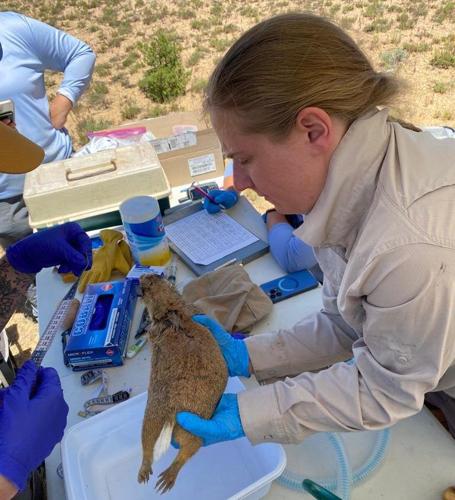 New plague management tool could be a ‘game changer’ for Southern Utah’s prairie dogs | Local ...