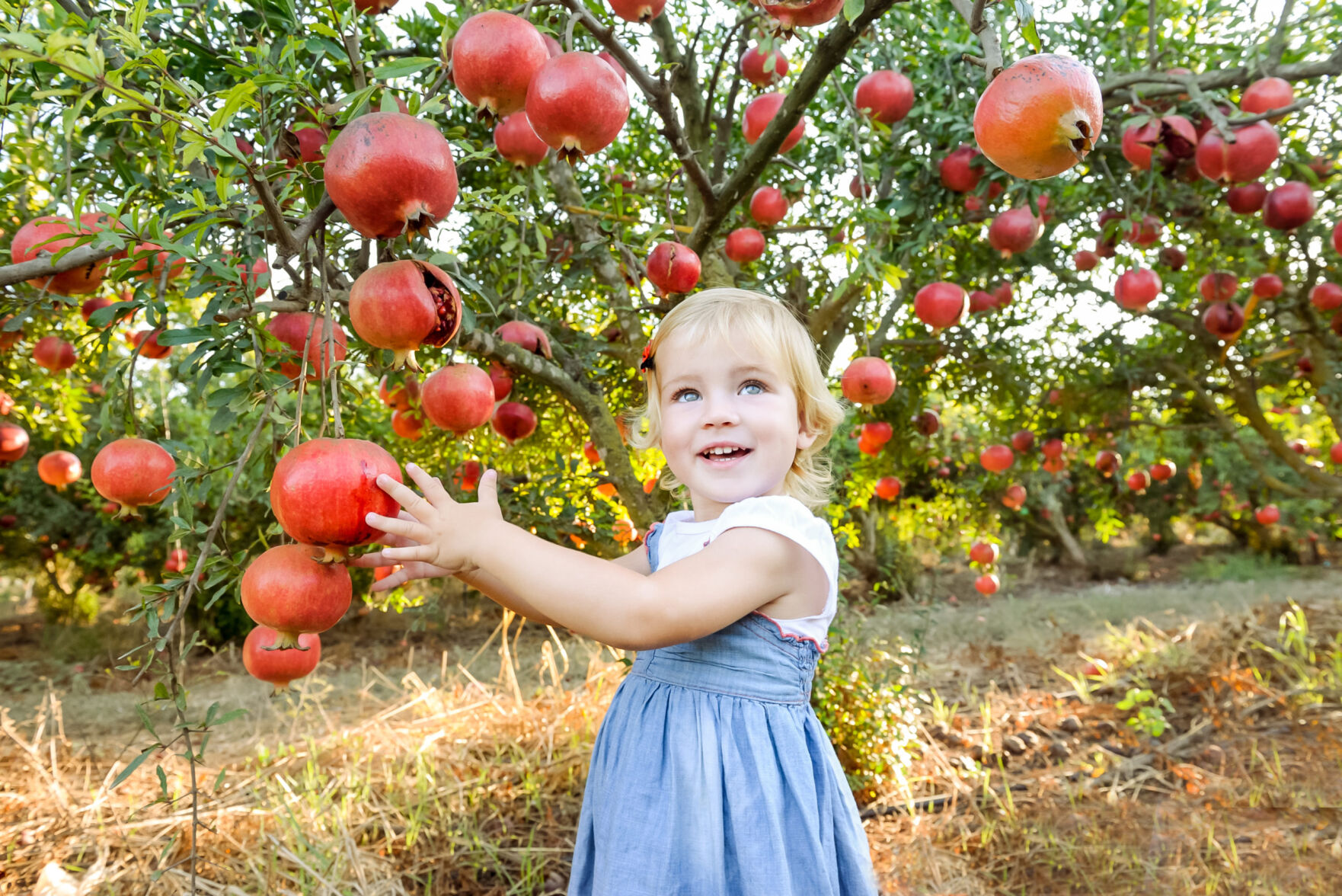 Pomegranates: What Southern Utahns should know about these seasonal ...
