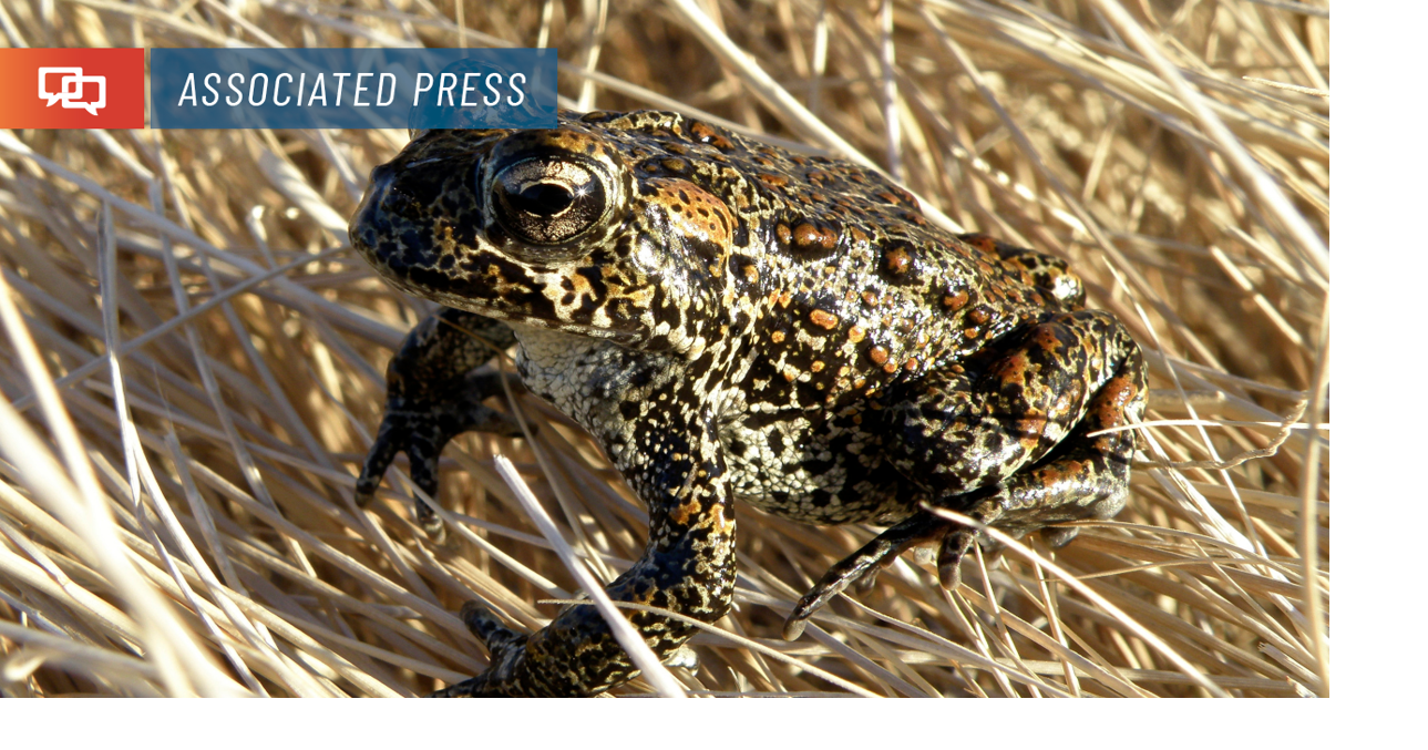 Agency expedites listing decision for rare toad in Nevada | Government ...