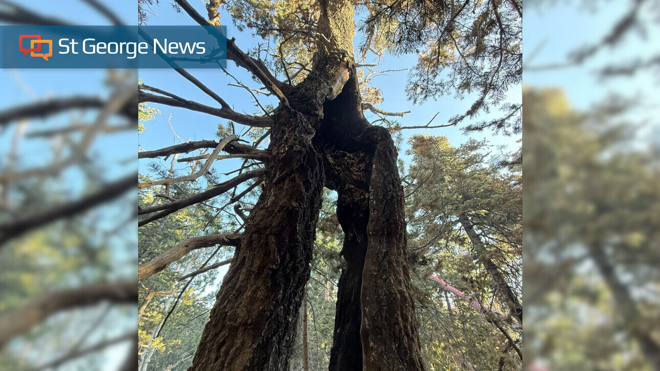Fire managers identify tree where lightning caused trunk to smolder for ...