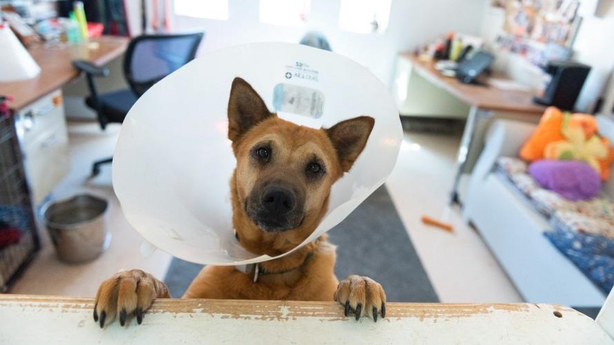 Best Friends Animal Society talks spay and neuter awareness; what do ...