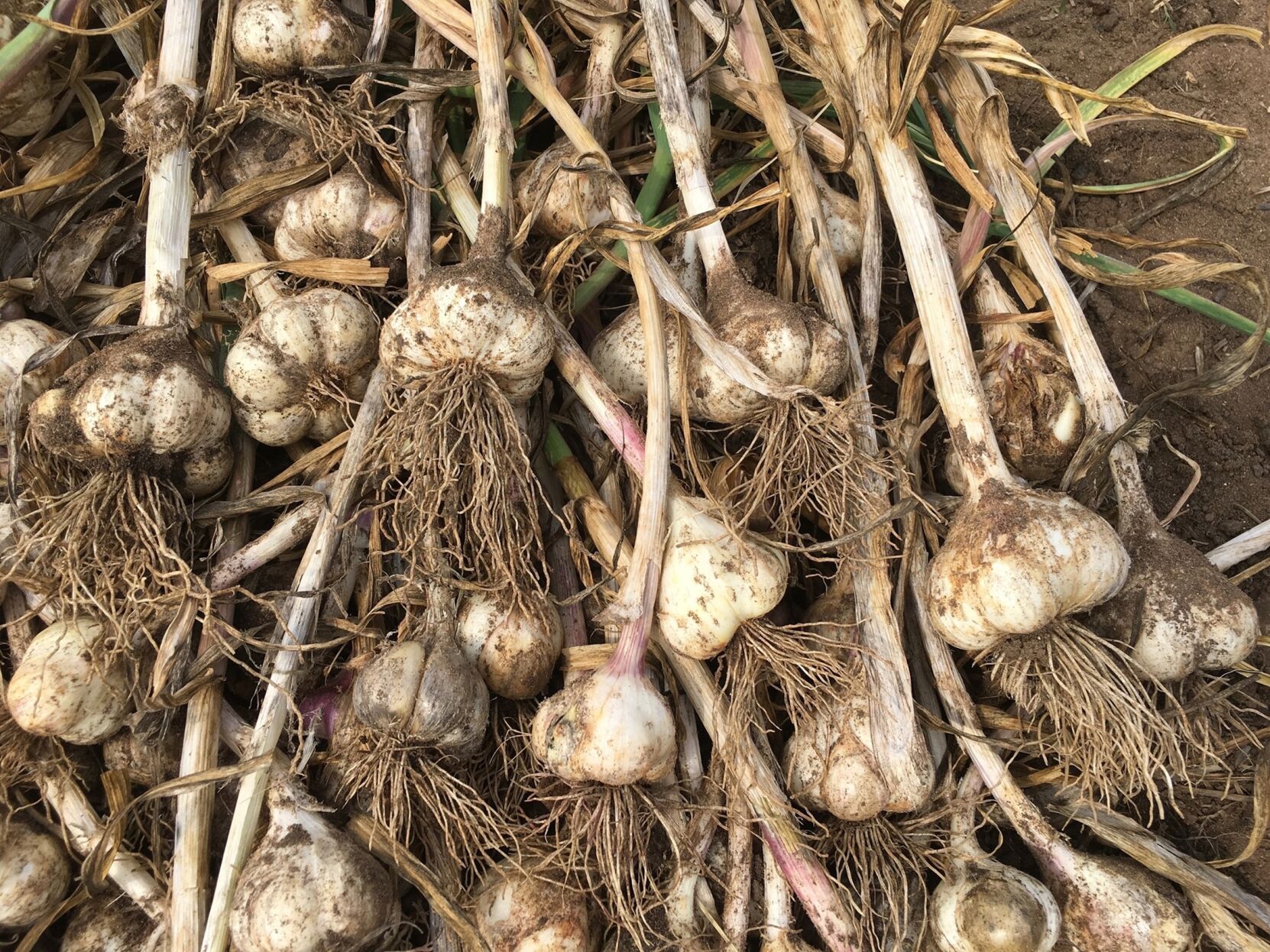 Maximize your Southern Utah garden’s potential after garlic harvest ...