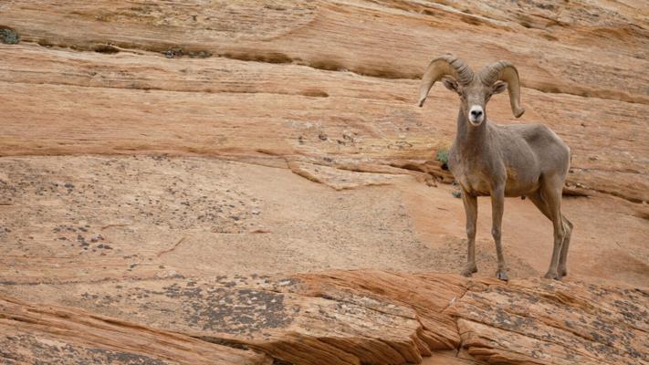 Zion National Park’s bighorn sheep face fierce mating struggles ...