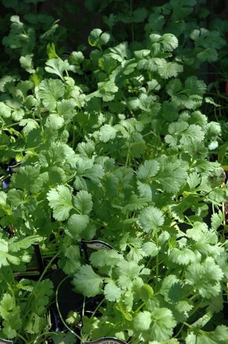 Grow cilantro in the Southern Utah heat: Tips for a continuous harvest ...