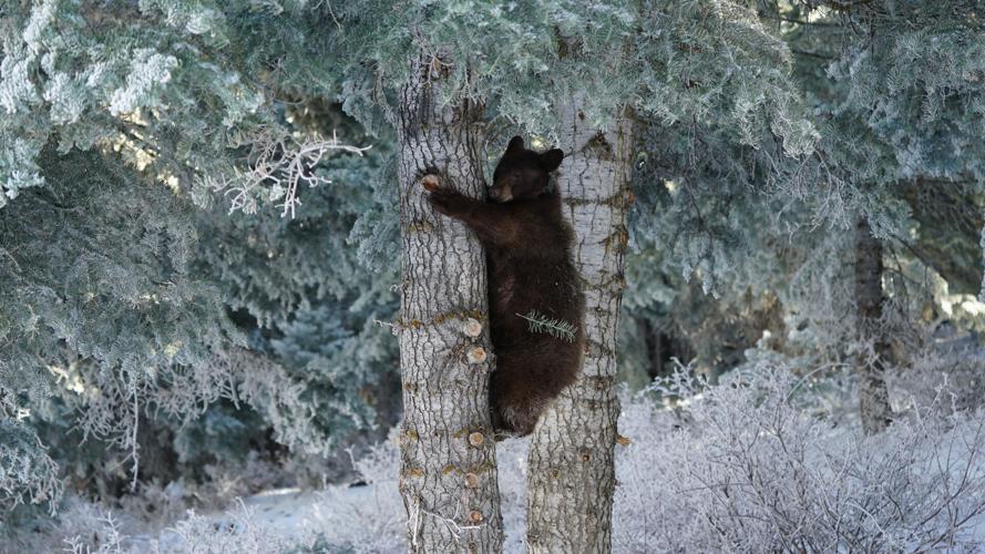 Orphaned bear cubs find their way back into the mountains, with a ...