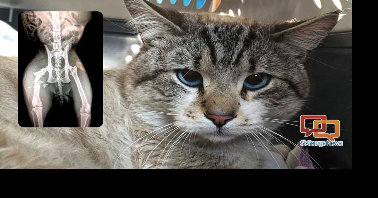 Collective rescue effort saves Bruno the crippled cat | Local News ...