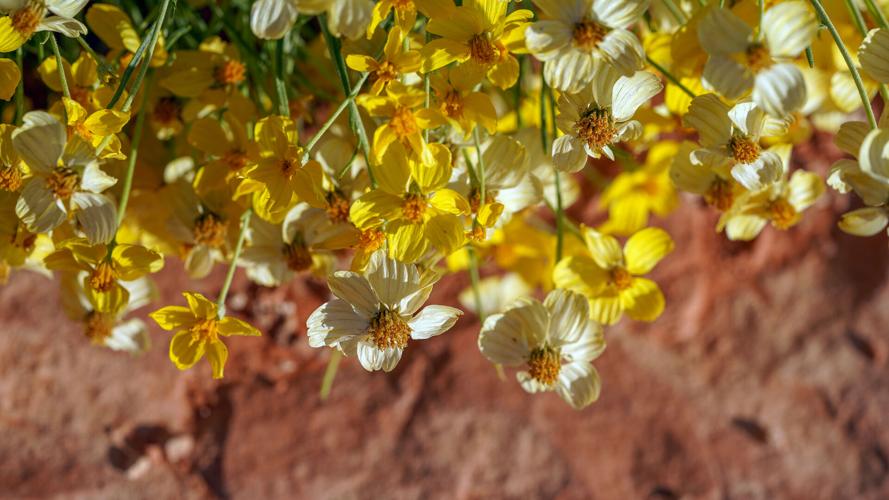 Corporate control or economic value? The push against Utah's natural ...