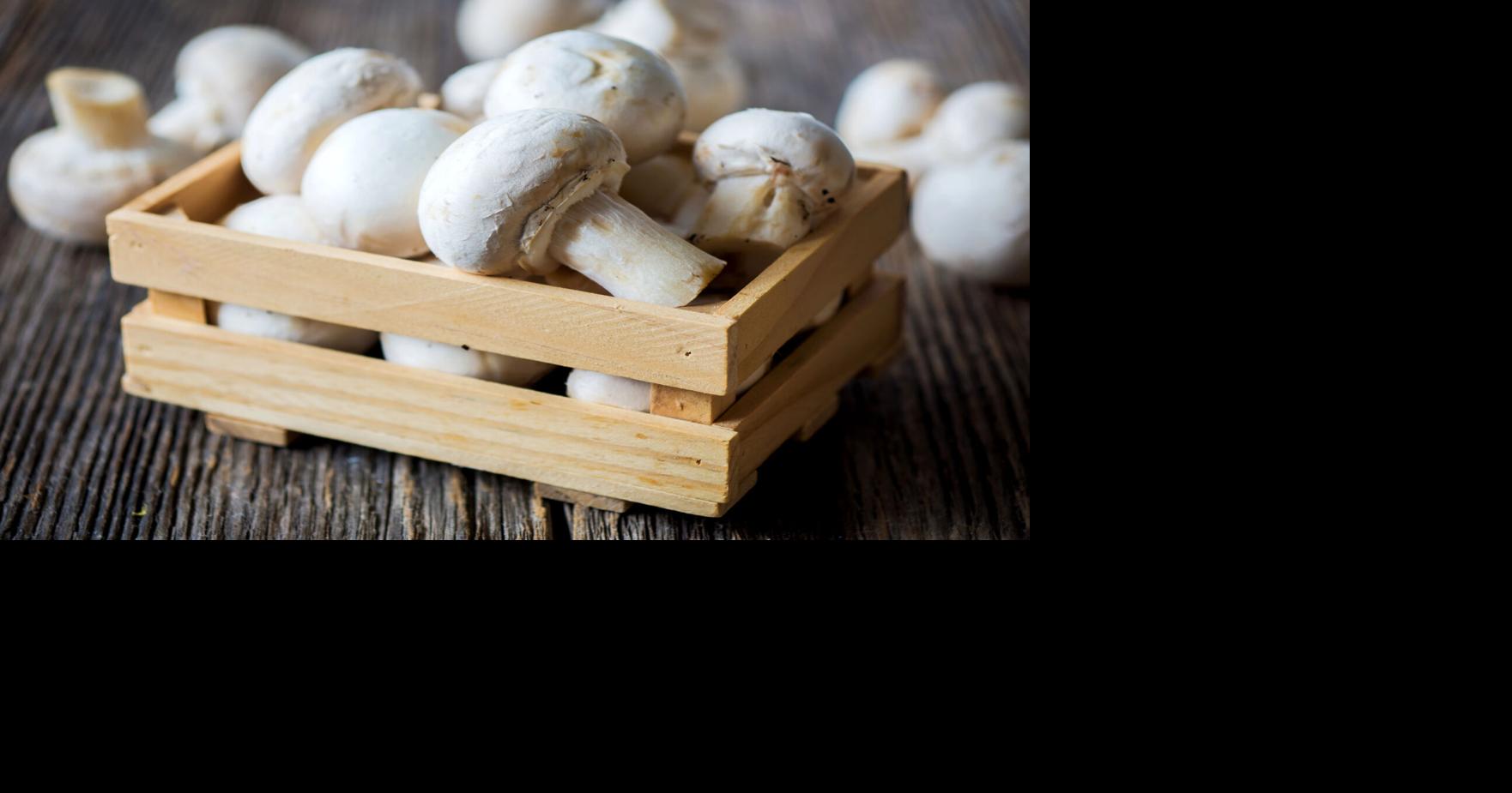 Here's how Southern Utahns can grow their own gourmet mushrooms at home ...