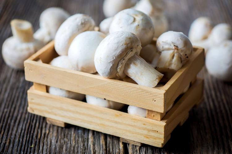Here's how Southern Utahns can grow their own gourmet mushrooms at home ...