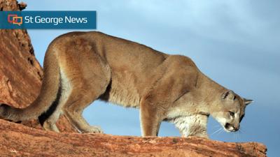 Group calls for Cox to veto Utah bill that opens door for year-round ...