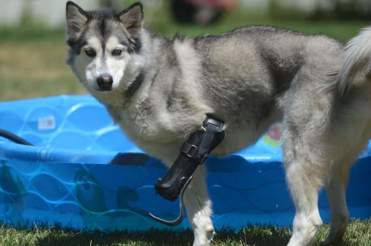 Resilient rescue husky ‘whole again,’ looking for new home after ...