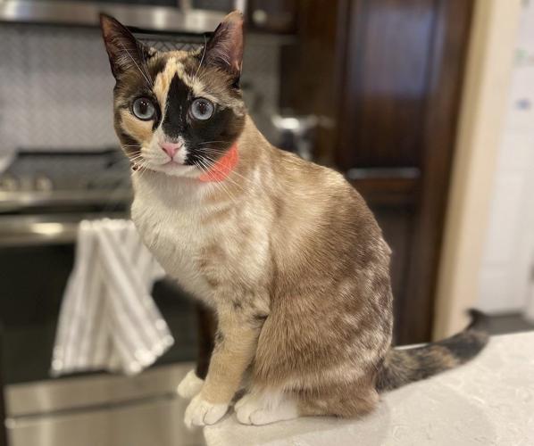 Utah cat with a fondness for boxes ends up in Amazon returns ...