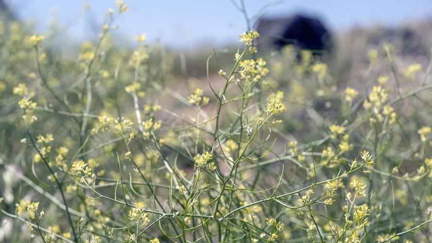 Kill ‘beefy mustard’ plants, save Southern Utah’s native species ...