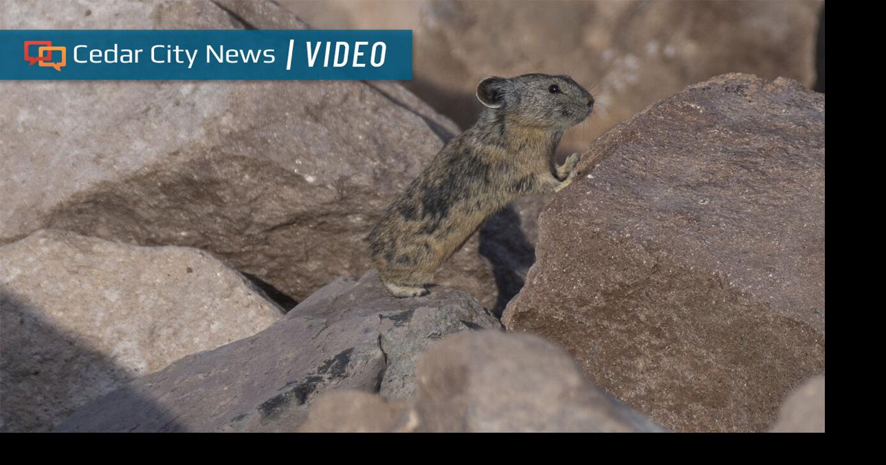 Pika: An ‘insanely adorable,’ high-mountain mammal with attitude found ...