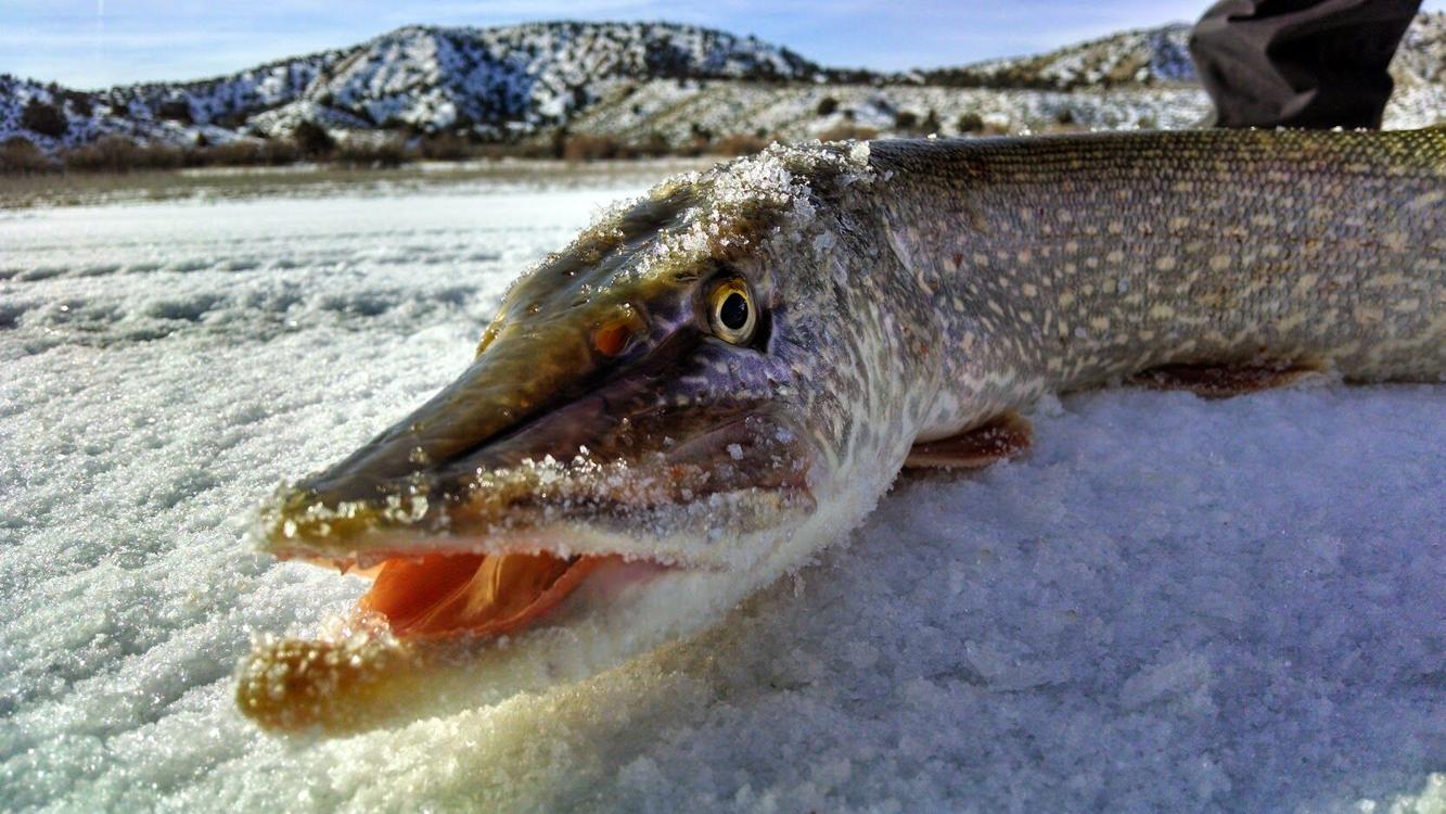 DWR stocked over 12.8 million fish throughout Utah this year | News ...