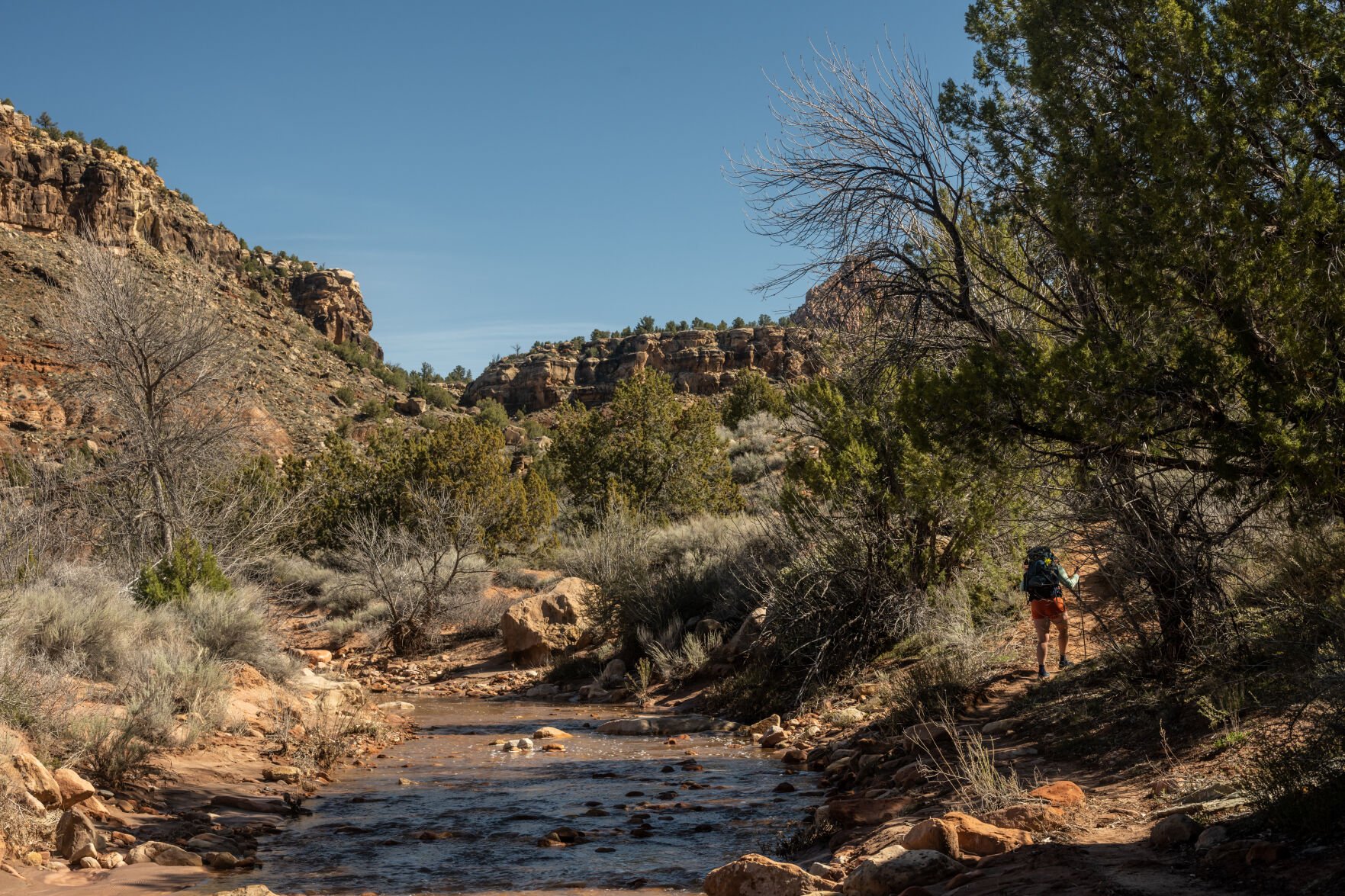 Ancient life in Zion National Park looked a bit different | Life ...