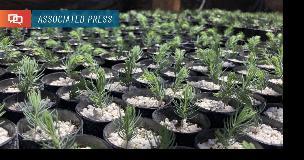 Priceless seeds, sprouts key to US West’s and Utah’s post-fire future ...