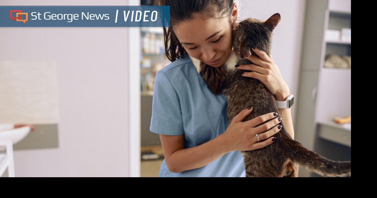 Southern Utah vet shortage leaves pet owners with limited options ...