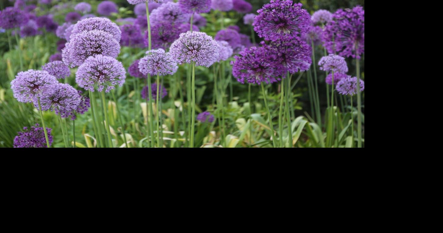 Make your spring Southern Utah garden pop with fall planting | Life ...