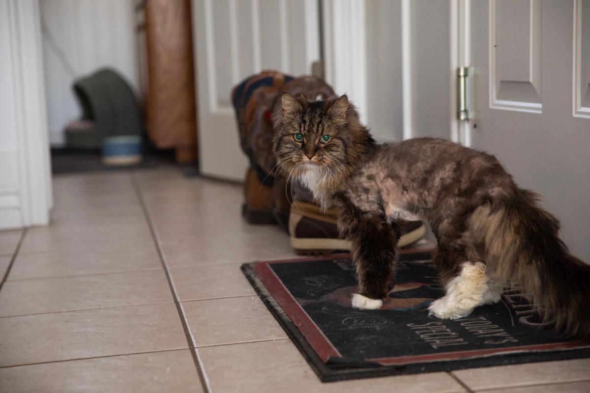 Mirage’s next miracle: Cat that survived 400-foot fall at Bryce Canyon ...
