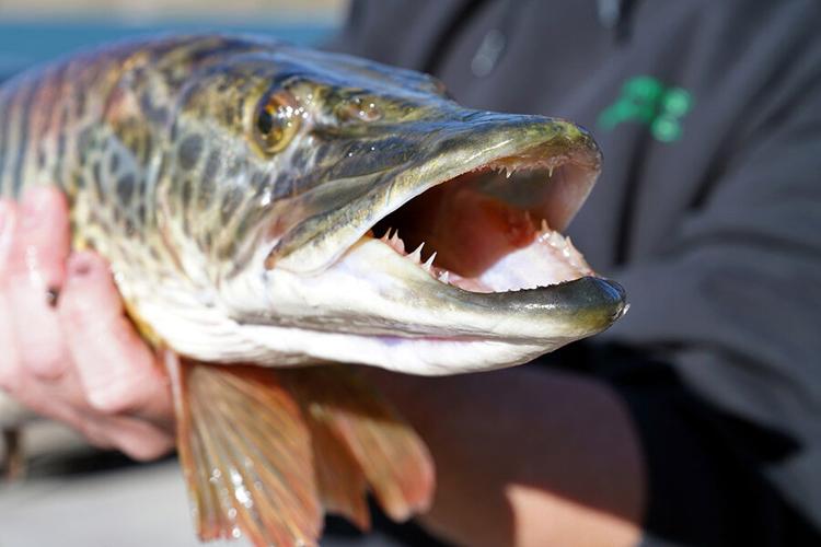 Southern Utah fishing: Restrictions back for Minersville, tiger muskie ...