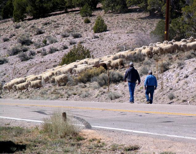 121 sheep killed in semitruck rollover in Iron County; STGnews ...