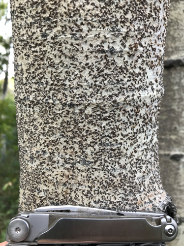 Insect infestation threatens Arizona’s aspen trees | Local News ...