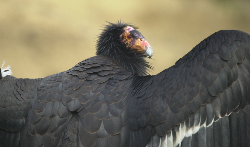 20 California condors found dead amid Arizona bird flu outbreak | Local ...