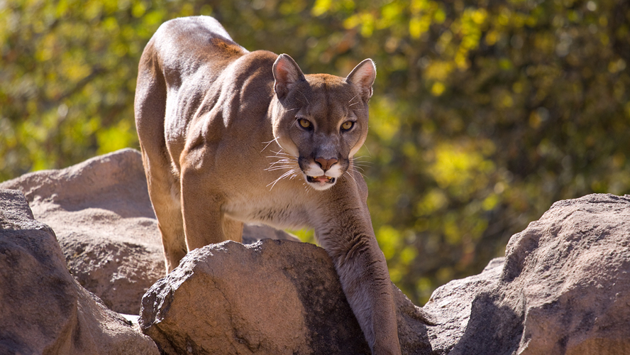 Letter to the Editor: Can Utah find balance in cougar management ...