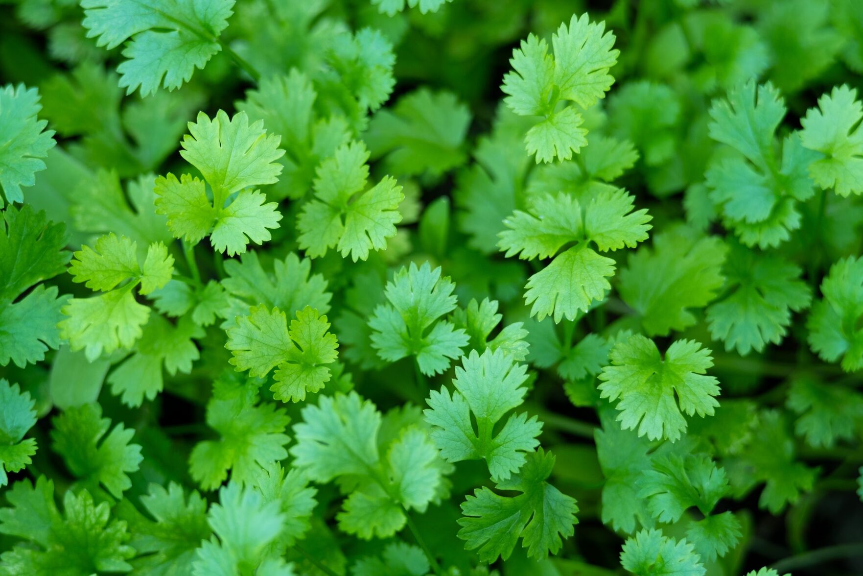 Grow cilantro in the Southern Utah heat: Tips for a continuous harvest ...