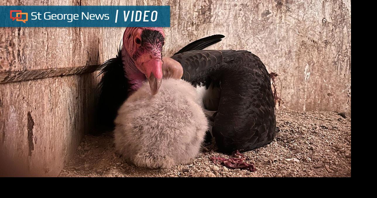 Foster care saves ‘miracle’ condor chick after mother dies in Arizona ...